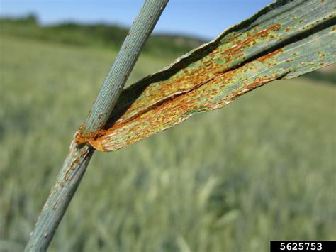 Stem Rust Puccinia Graminis Ssp Graminis