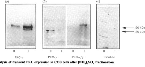 Figure 2 From The Regulatory Domain Of Protein Kinase C Epsilon Restricts The Catalytic Domain