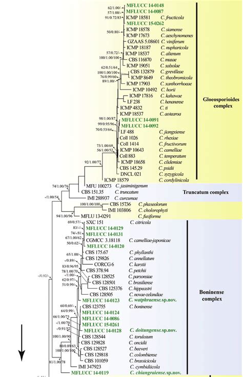 Maximum Likelihood Ml Tree Of Colletotrichum Inferred From 134 Taxa