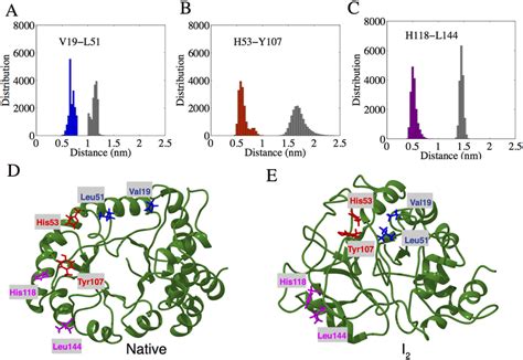 non native interactions a c distribution of c α distances of three