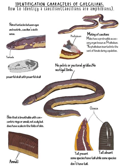 Caecilian Identifying Characteristics By Udithraj On Deviantart