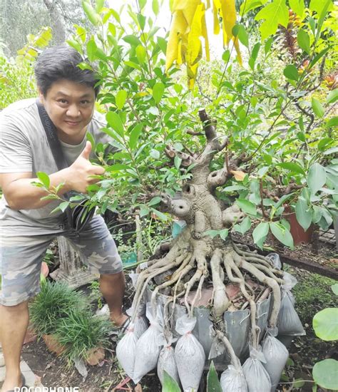 Ficus Propagation Guide Tips For Success