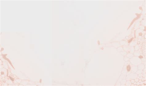 Healthcare Professional Official Site ─ Strattice™ Reconstructive Tissue Matrix