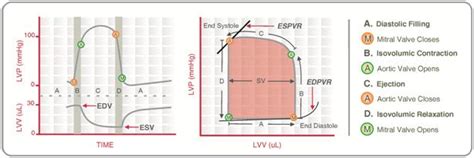 Cardiac Cycle Cardiovascular Medbullets Step 1