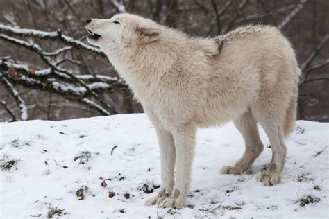 Lobo Aullando Lobo Aullando Foto Premium