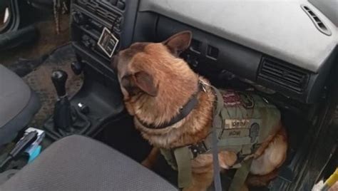 У Харкові службові пси НГУ протягом квітня виявили в автівках тротил зброю та гранати ФОТОФАКТ