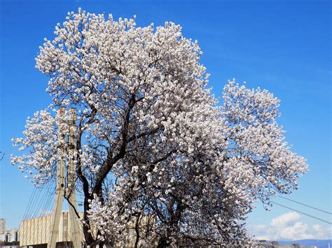 გაზაფხული Spring ნუშის ყვავილობა Sea Soul Bata Flickr