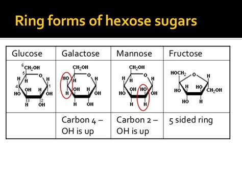 Macro Mols Carbohydrates Lesson