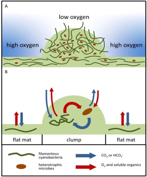 Cyanobacteria Wikipedia