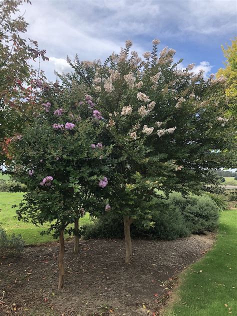 Crepe Myrtle Red Urban Tree Growers