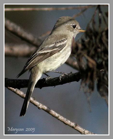 Gray Flycatcher Birdforum Opus Birdforum