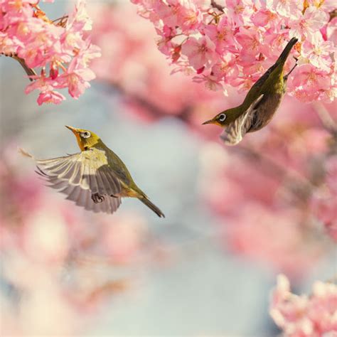 ფრინველები მღერიან გაზაფხულზე Youtube Music