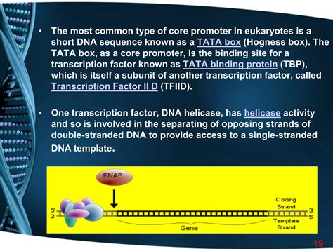 Transcription In Eukaryotes Completeppt