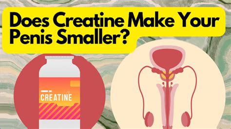 Does Creatine Make Your Penis Smaller? - HealthCarter