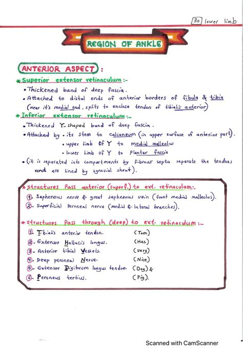 Ankle And Foot Anatomy Studocu