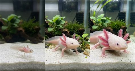 Ajolote Vs Salamandra Diferencias Y Similitudes