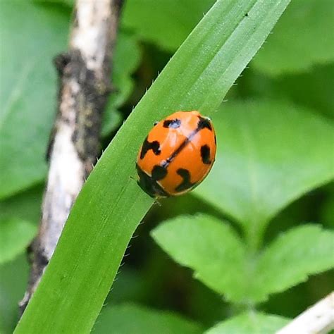 Coccinellidae Detection4 Object Detection Model By Detectioncoccinellidae