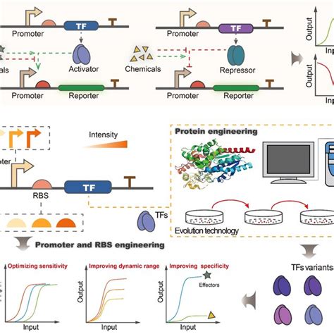 Development Of Tfs‐based Biosensors For High‐throughput Screening A
