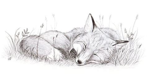 Sleeping Fox Pencil Drawing How To Draw A Sleeping Fox Fox Sleeping