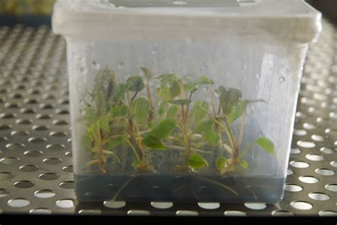 Micropropagation Of Anthurium Spp Intechopen