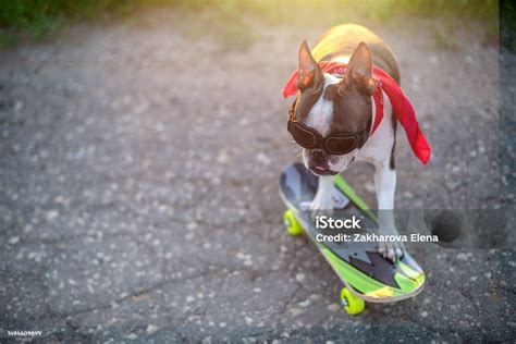 보스턴 테리어 개는 긴 길을 타고 선글라스를 끼고 스케이트 보드를 매우 빠르게 타고 여름철 여름 방학에 목에 세련된 빨간 스카프를 두르고 있습니다 개에 대한 스톡 사진 및