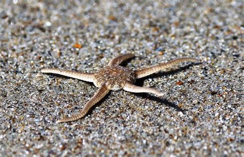 Echinoderms What Are Characteristics Reproduction Classification Nutrition