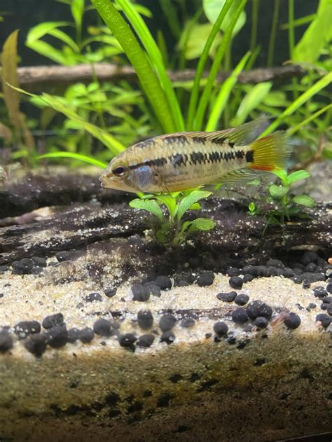 Apisto Id And Sex Info In Comments R Apistogramma