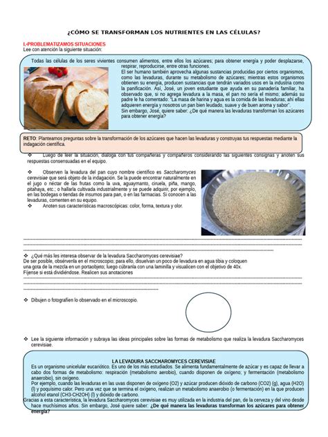 Indaga CÓmo Se Transforman Los Nutrientes En Las CÉlulas Pdf