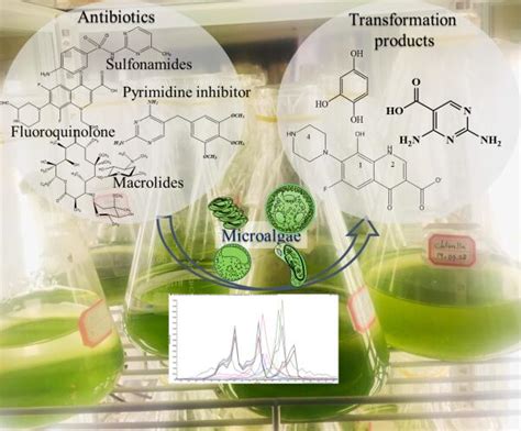 Green Bioremediation Microalgae For Antibiotic Removal From Wastewater