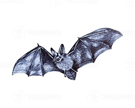 Hand Drawing Sketch Of A Bat 18743067 Png