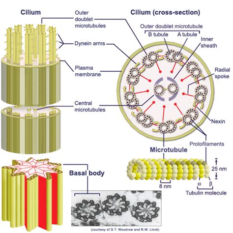 Mikrotubulus Biologipedia