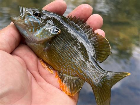 Sunfish Vs Bluegill Identification Guide Outdoor Life
