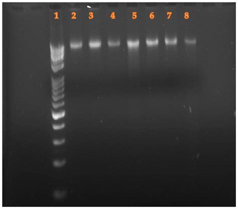 Fermentation Free Full Text Phenotypic Characterisation And Molecular Identification Of