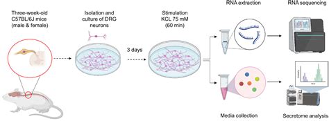Transcriptome And Secretome Profiling Of Sensory Neurons Reveals Sex Differences In Pathways