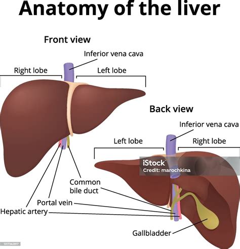 Human Organ Liver Stock Illustration Download Image Now Cross