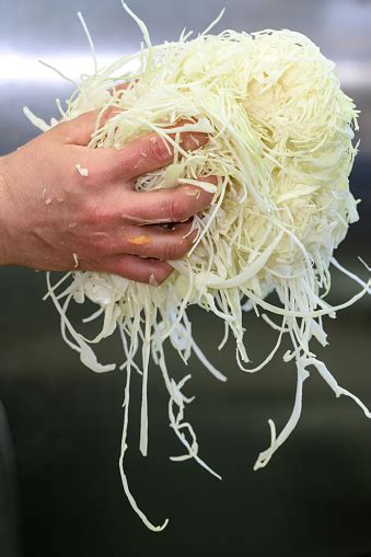 잘게 잘린 양배추를 손에서 용기에 부어 추가 발효 소금에 절인 양배추를 요리하는 과정 사우어크라우트에 대한 스톡 사진 및 기타 이미지 사우어크라우트 가을 가정 생활