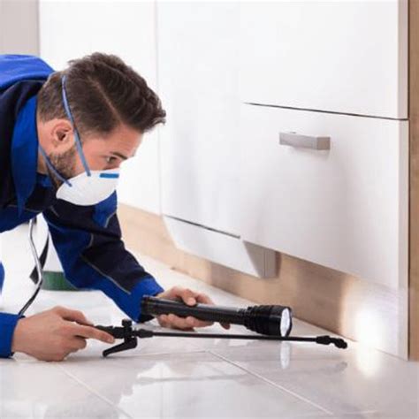 Pest Control Swms Safe Work Method Statement Safetydocs