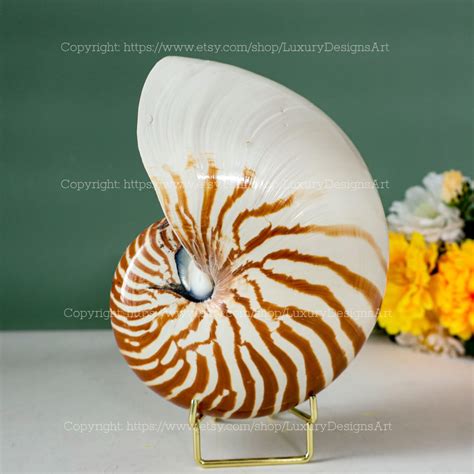 Ocean Vortex Chambered Nautilus Conch Shell Natural Beautiful Giant