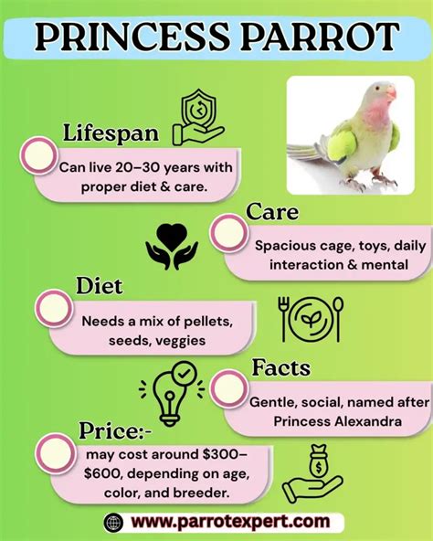 Princess Parrot Price Lifespan Care And Diet And Facts Parrot Expert