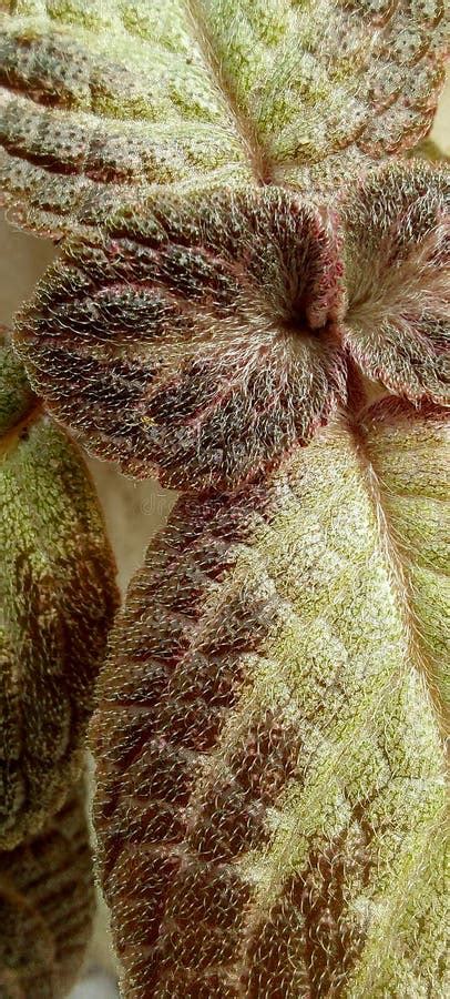 Natural Texture Of Fuzzy Leaf With Exotic Color Gradient Stock Image Image Of Natural Fuzzy