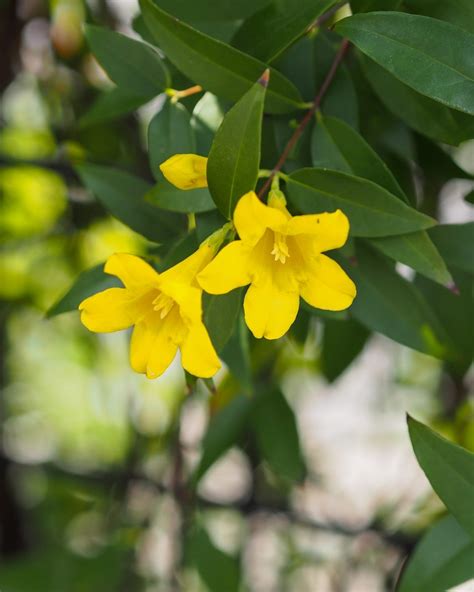 Carolina Jessamine Gelsemium Sempervirens