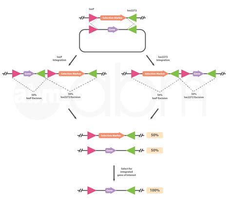 Cre Lox Recombination Introduction Abm Inc