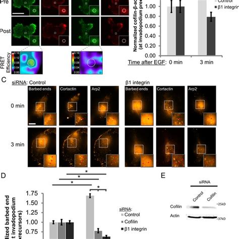 Invadopodia Elongation And Chemoinvasion Assay A Schematic Diagram Download Scientific