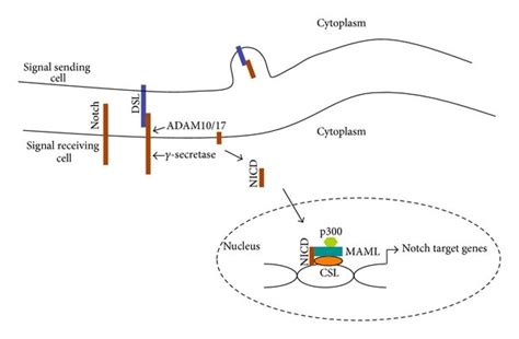 basics of notch signalling pathway notch signalling activation occurs