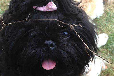 Why Do They Need Rescuing Southern Shih Tzu Rescue