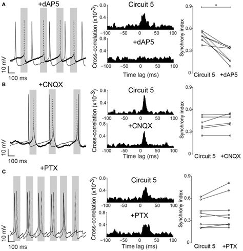 Native Nmda Receptors Are Important For Pyramidal Cell Synchronization