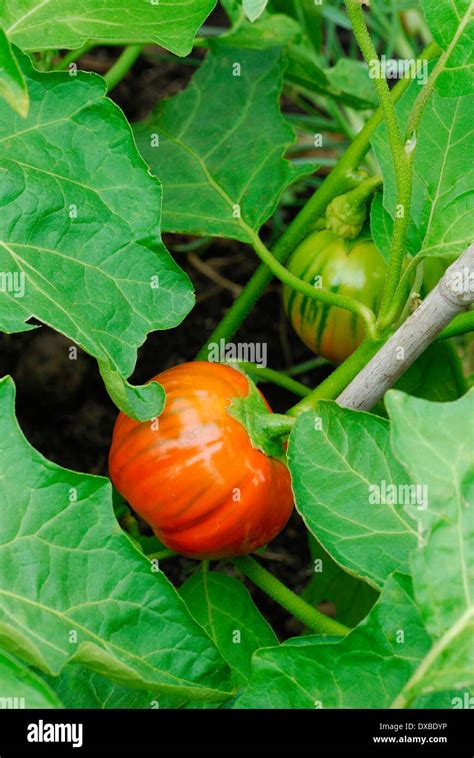Solanum Aethiopicum Banque De Photographies Et Dimages à Haute