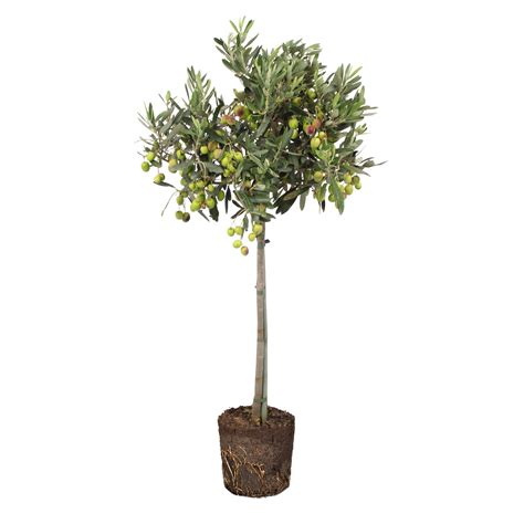 Olea Europaea Olive Elho® Give Room To Nature