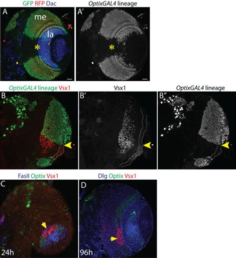 Optix Expression Defines A Restricted Neuroepithelial Lineage A