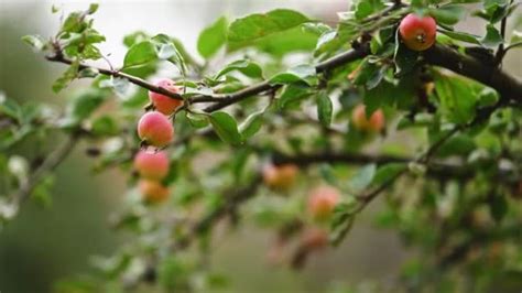 293 Wild Apples Videos Royalty Free Stock Wild Apples Footage Depositphotos